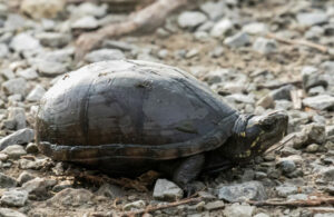 Mississippi Mud Turtle Care: A Complete Guide