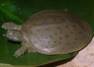 Spiny Softshell Turtle Care: Raise It Without Worry