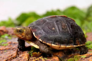 Chinese Box Turtle Care: An All-in-One Guide