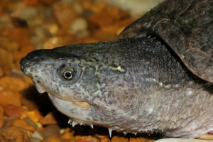 The Essential Guide for Proper Musk Turtle Care