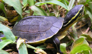 Everything You Need To Know About Asian Box Turtle Care