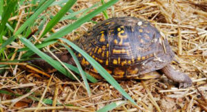 Eastern Box Turtle Care Sheet: Diet, Behavior & Habitat