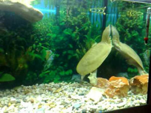 Chinese Softshell Turtle care - Ultimate Guide