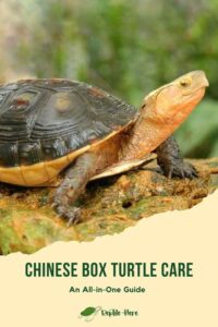 Chinese Box Turtle Care: An All-in-One Guide