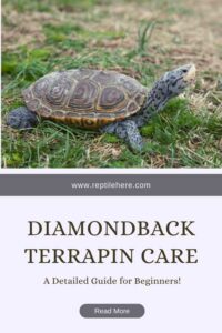 Diamondback Terrapin Care: A Detailed Guide for Beginners!