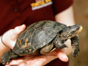 Do Turtles Recognize And Get Attached To Their Owners?
