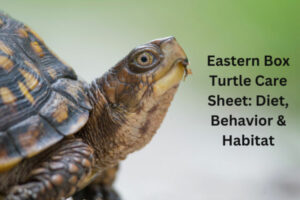 Eastern Box Turtle Care Sheet: Diet, Behavior & Habitat