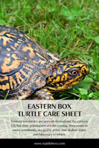 Eastern Box Turtle Care Sheet: Diet, Behavior & Habitat