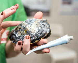 African Helmeted Turtle Care - The Ultimate Guide