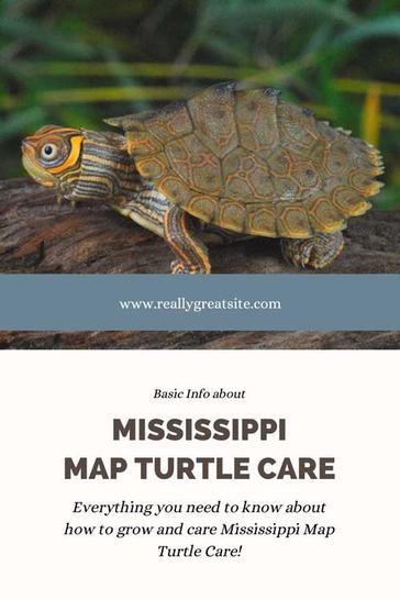 Mississippi Map Turtle Fully Grown