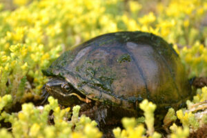The Essential Guide for Proper Musk Turtle Care