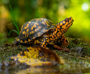 Eastern Box Turtle Care Sheet: Diet, Behavior & Habitat