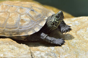 Reeves Turtle Care Guide - What To Do, What Not?
