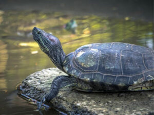Reeves Turtle Care Guide - What To Do, What Not?
