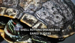 Red Eared Slider Care Tips | Do it Right way
