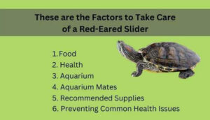 Red Eared Slider Care Tips | Do it Right way