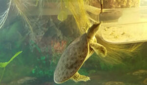 Spiny Softshell Turtle Care: Raise It Without Worry