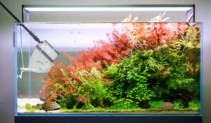 Water For Turtle Tank: What Kind? How Much? When to change?