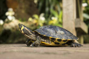 Why Is My Turtle Trying To Climb Out And Escape?