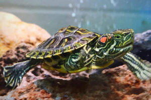 Why Is My Turtle's Shell Turning White?