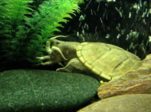 Can You Put Snails in Turtle Tank? Are Snails Good For Turtles?