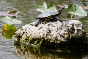 Why Does My Turtle Stretch His Legs?