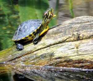 Do Turtles Recognize And Get Attached To Their Owners?