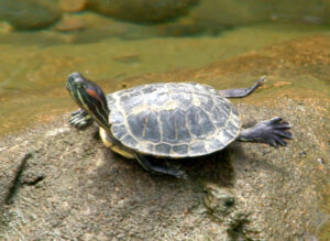 Why Does My Turtle Stretch His Legs?