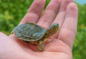 Turtle Pyramiding: What Causes It? Does It Hurt? Prevention Tips