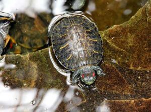 Can A Sea or Pet Turtle Drown in Water? Signs Of Turtle Drowning