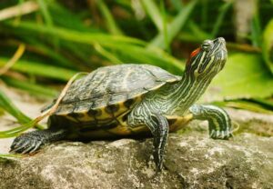 Turtle Pyramiding: What Causes It? Does It Hurt? Prevention Tips
