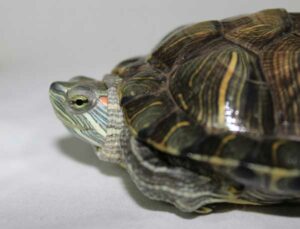 Turtle Pyramiding: What Causes It? Does It Hurt? Prevention Tips