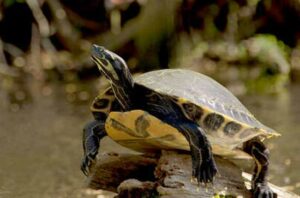 Turtle Metabolic Bone Disease - Causes, Symptoms, Fix/Reverse