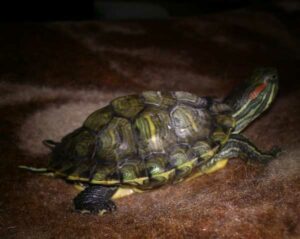 Turtle Pyramiding: What Causes It? Does It Hurt? Prevention Tips