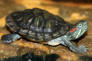 Can A Sea or Pet Turtle Drown in Water? Signs Of Turtle Drowning