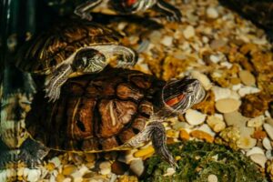 Turtle Pyramiding: What Causes It? Does It Hurt? Prevention Tips