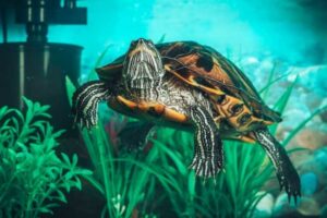 Turtle Opening Mouth Underwater: Is It Normal? Should I Be Worried?