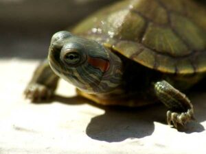Turtle Metabolic Bone Disease - Causes, Symptoms, Fix/Reverse
