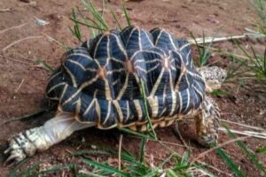 Turtle Pyramiding: What Causes It? Does It Hurt? Prevention Tips