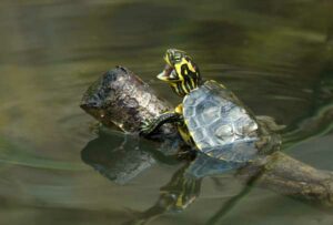 Turtle Opening Mouth Underwater: Is It Normal? Should I Be Worried?