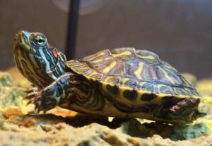 Turtle Pyramiding: What Causes It? Does It Hurt? Prevention Tips