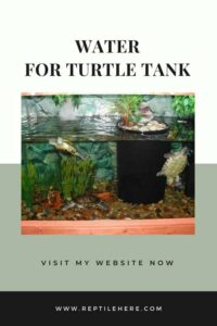 Water For Turtle Tank: What Kind? How Much? When to change?