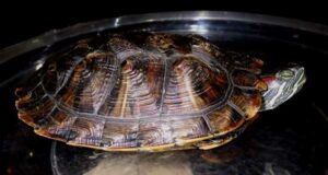Turtle Pyramiding: What Causes It? Does It Hurt? Prevention Tips