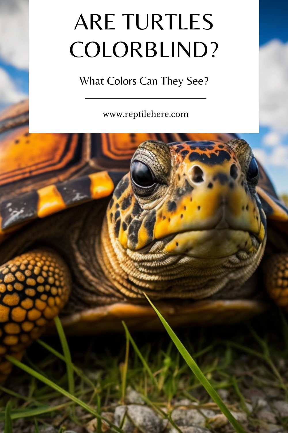 Are Turtles Colorblind? What Colors Can They See?