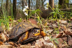 Box Turtle Habitat: How to Setup an Indoor & Outdoor Enclosure?