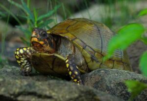 Box Turtle Habitat: How to Setup an Indoor & Outdoor Enclosure?