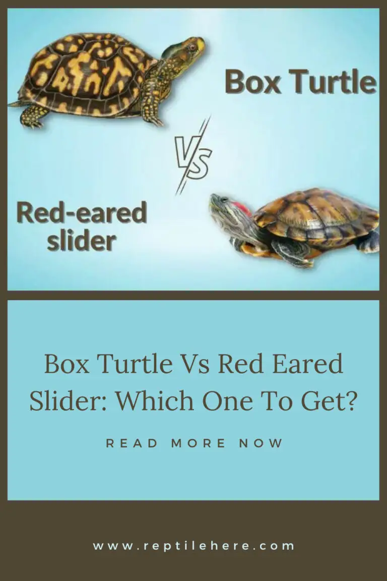 Box Turtle Vs Red Eared Slider: Which One To Get?