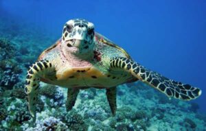 Can Sea Turtles Hide in Their Shells? Common Species That Can and Can’t