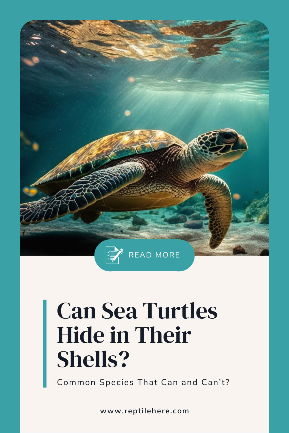 Can Sea Turtles Hide in Their Shells? Common Species That Can and Can’t