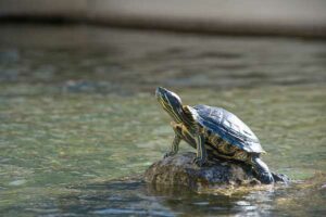 Can Turtle Feel Their Shell? Does It Have Nerves?
